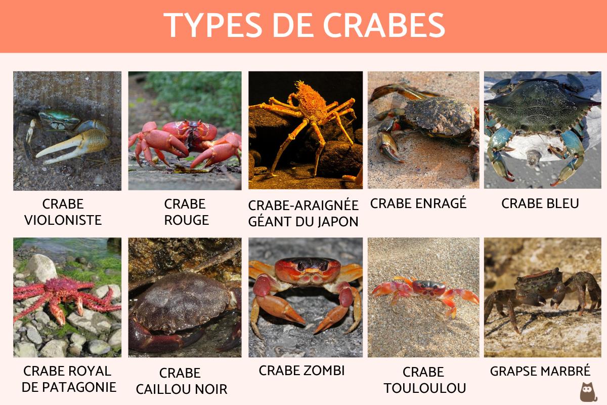 ESPÈCES de CRABES - Noms et PHOTOS