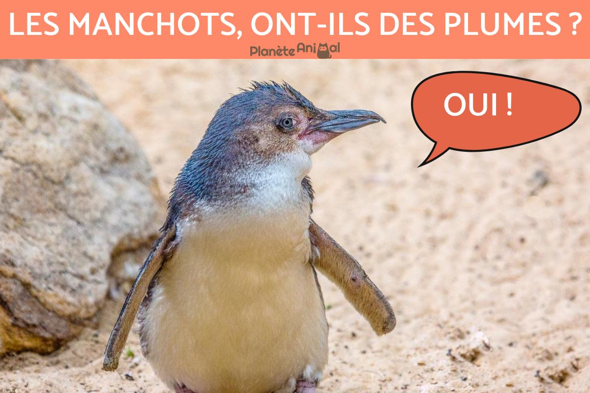 Les manchots, ont-ils des plumes ? OUI ! Les PLUMES des MANCHOTS