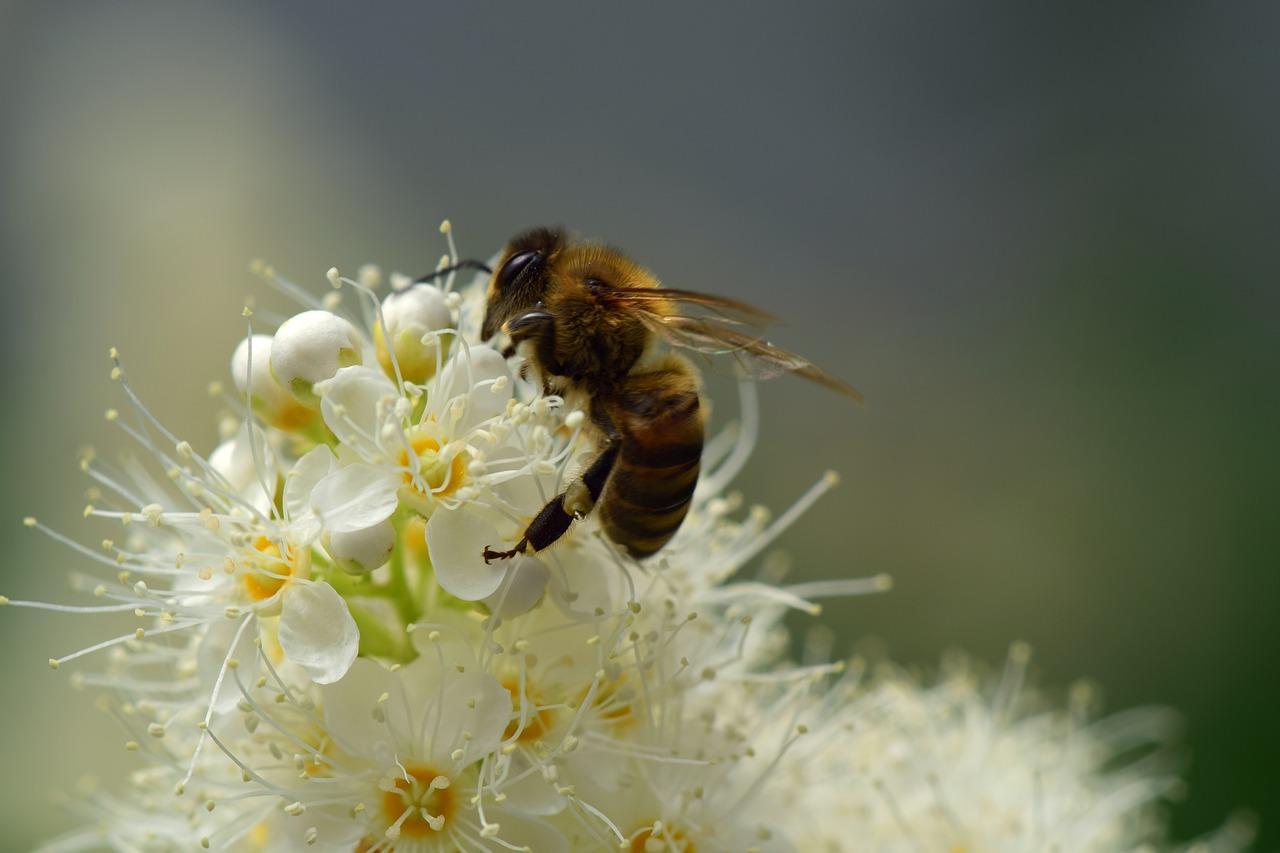 Comment les abeilles fabriquent le miel