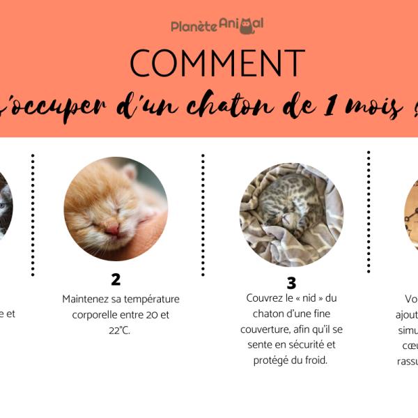 chaton 1 mois