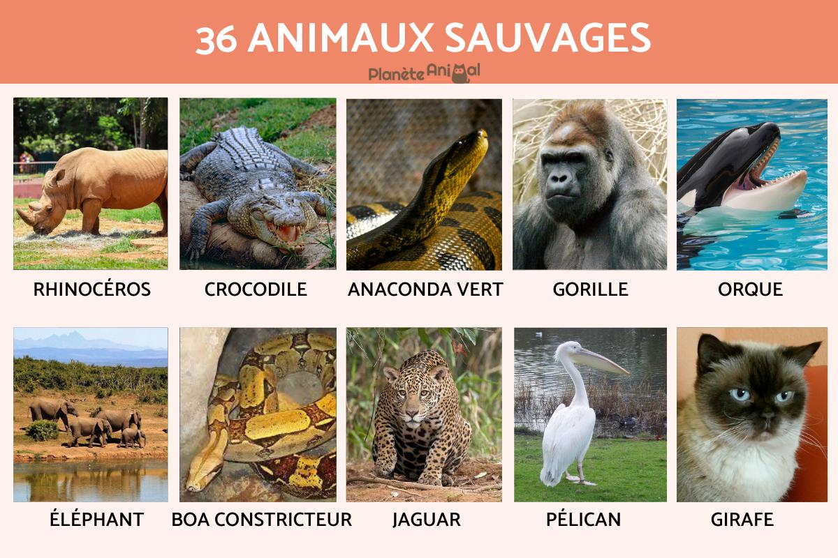 36 ANIMAUX SAUVAGES - Définition, espèces et caractéristiques