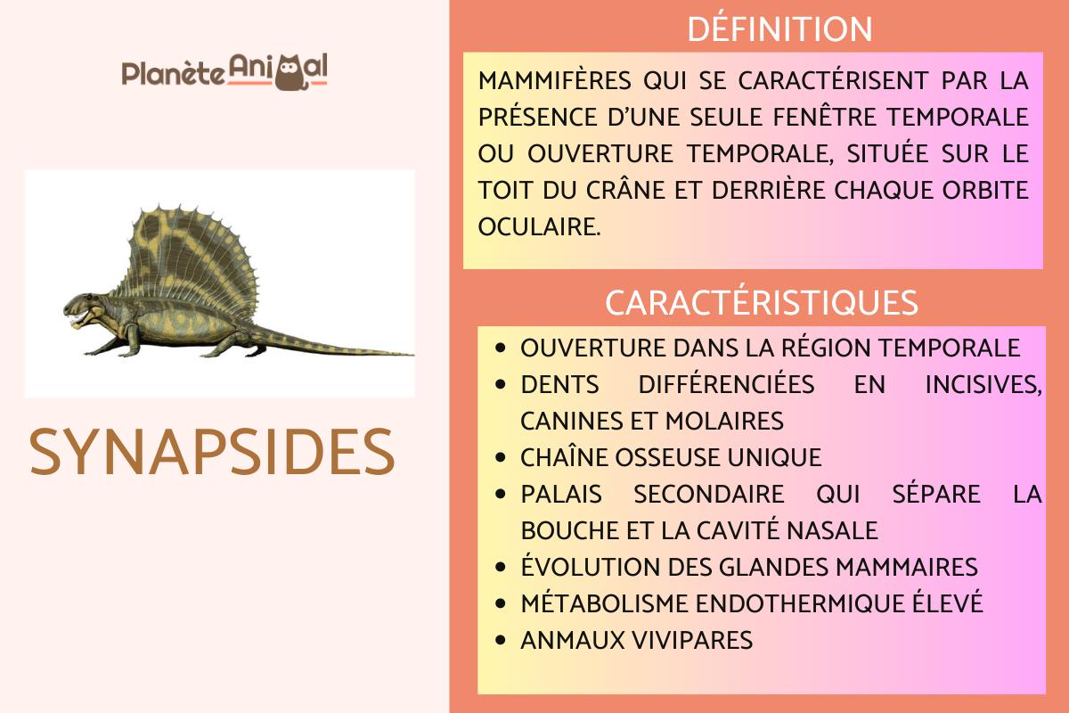 SYNAPSIDES - DÉFINITION, ORIGINE, CARACTÉRISTIQUES
