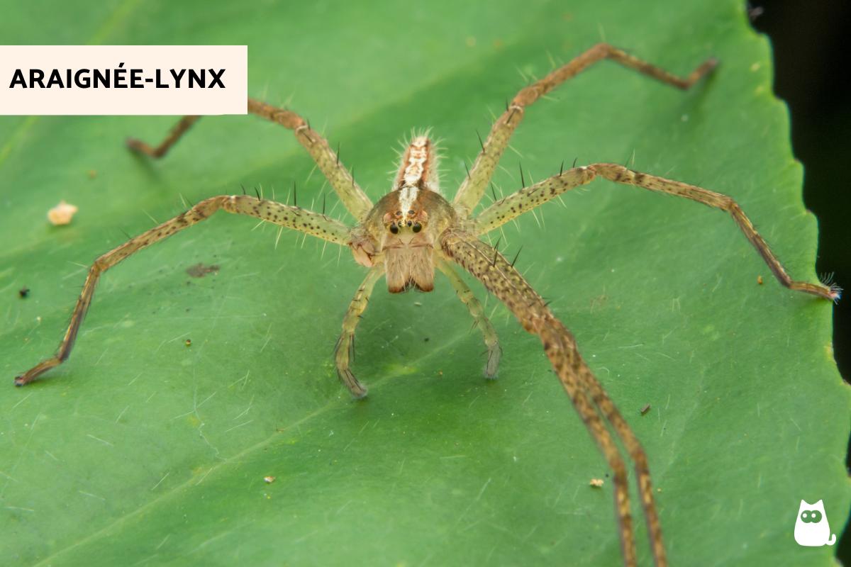 Araignées en Australie - GÉANTES et VENIMEUSES