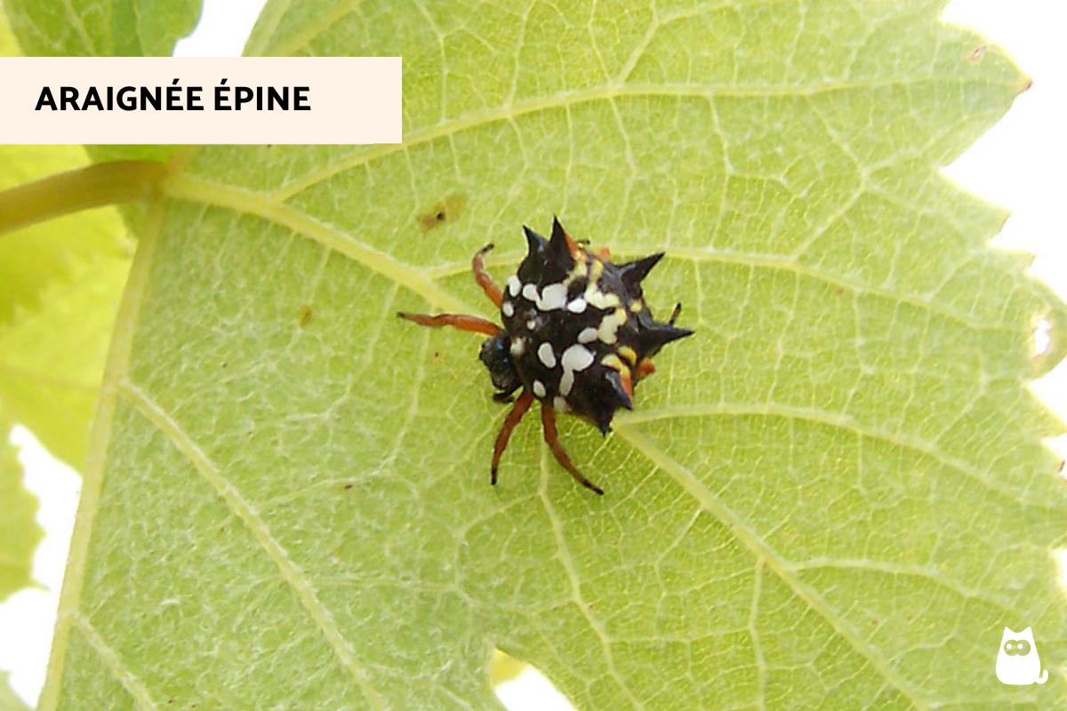 Araignées en Australie - GÉANTES et VENIMEUSES