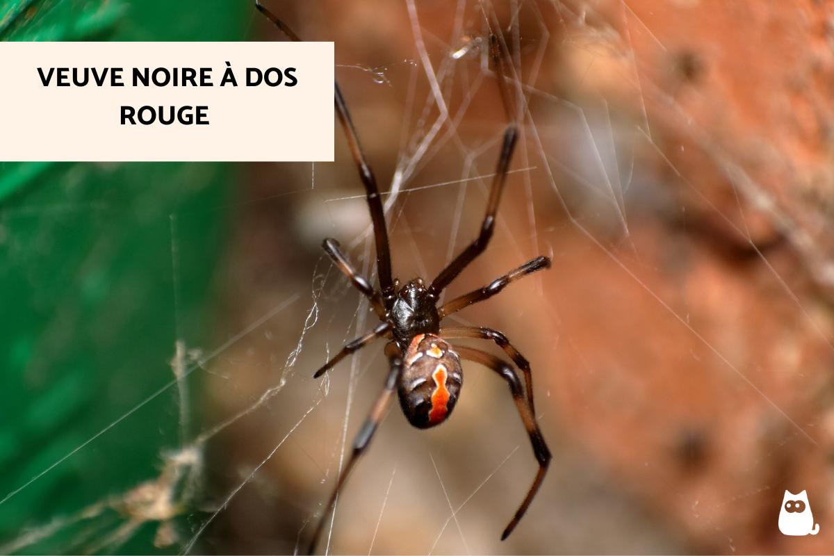 Araignées en Australie - GÉANTES et VENIMEUSES