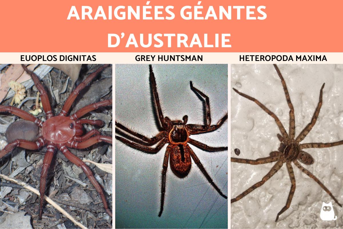 Araignées en Australie - GÉANTES et VENIMEUSES