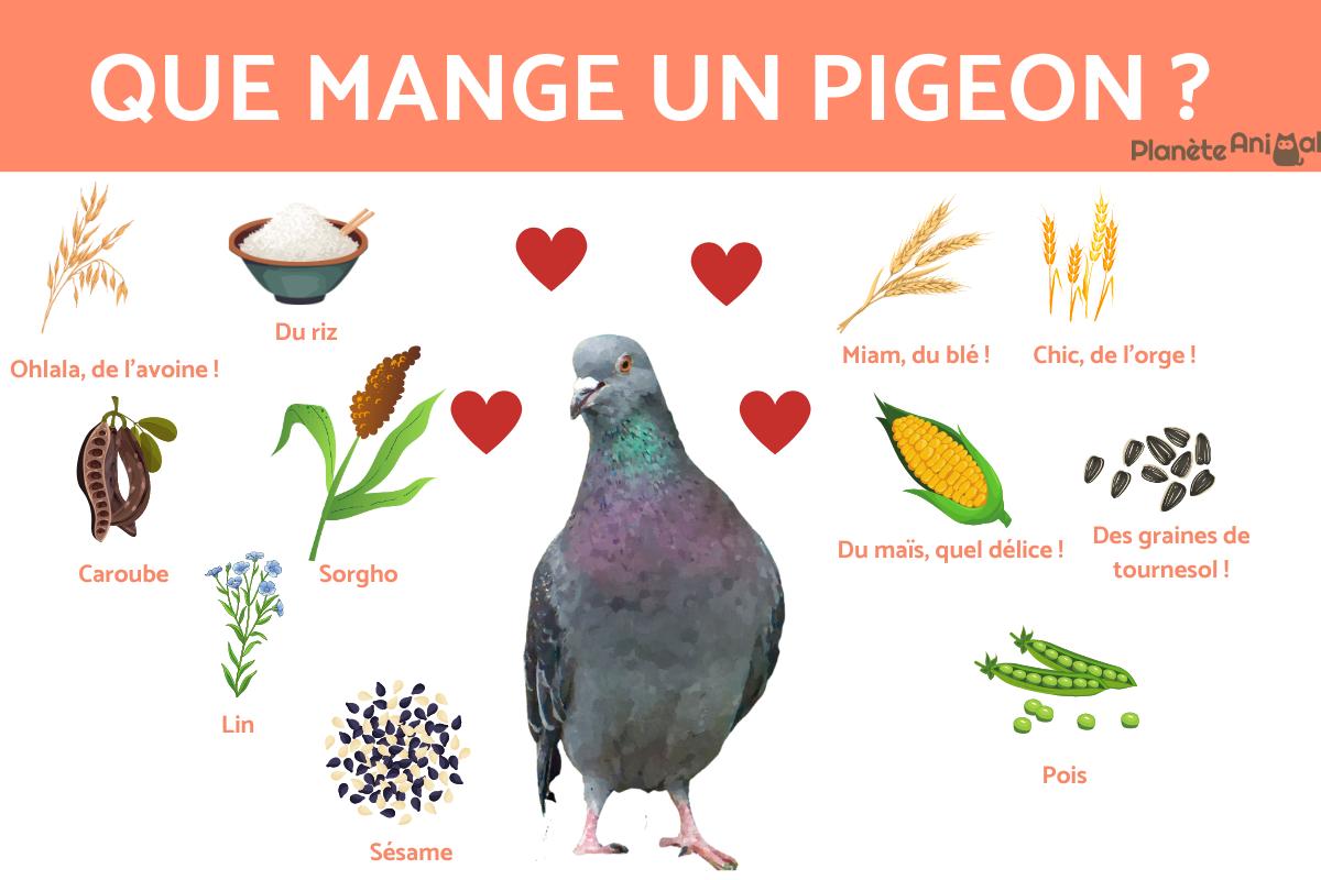 Que mange un pigeon ? - TOUT sur L'ALIMENTATION du PIGEON