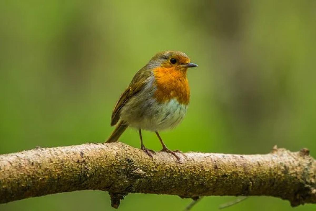 Comment ATTIRER UN ROUGE-GORGE - 9 conseils avec des photos