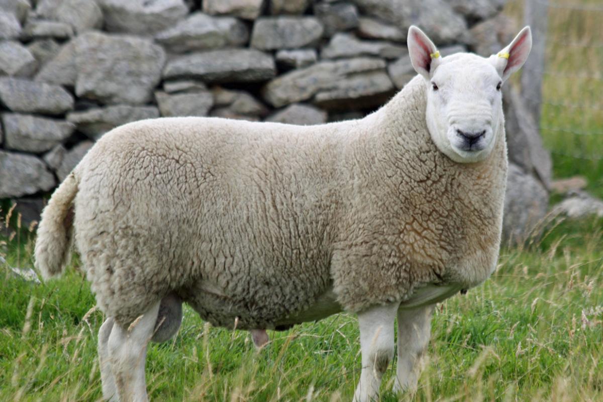 10 RACES de MOUTON - avec PHOTOS