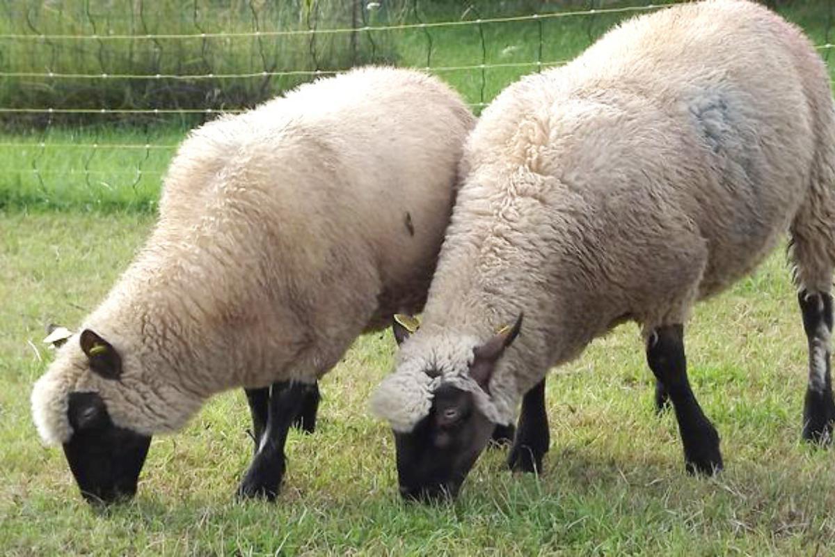 10 RACES de MOUTON - avec PHOTOS
