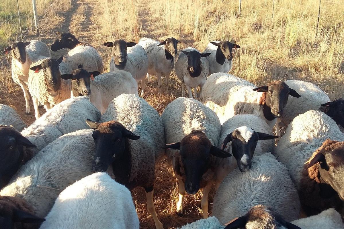 10 RACES de MOUTON - avec PHOTOS