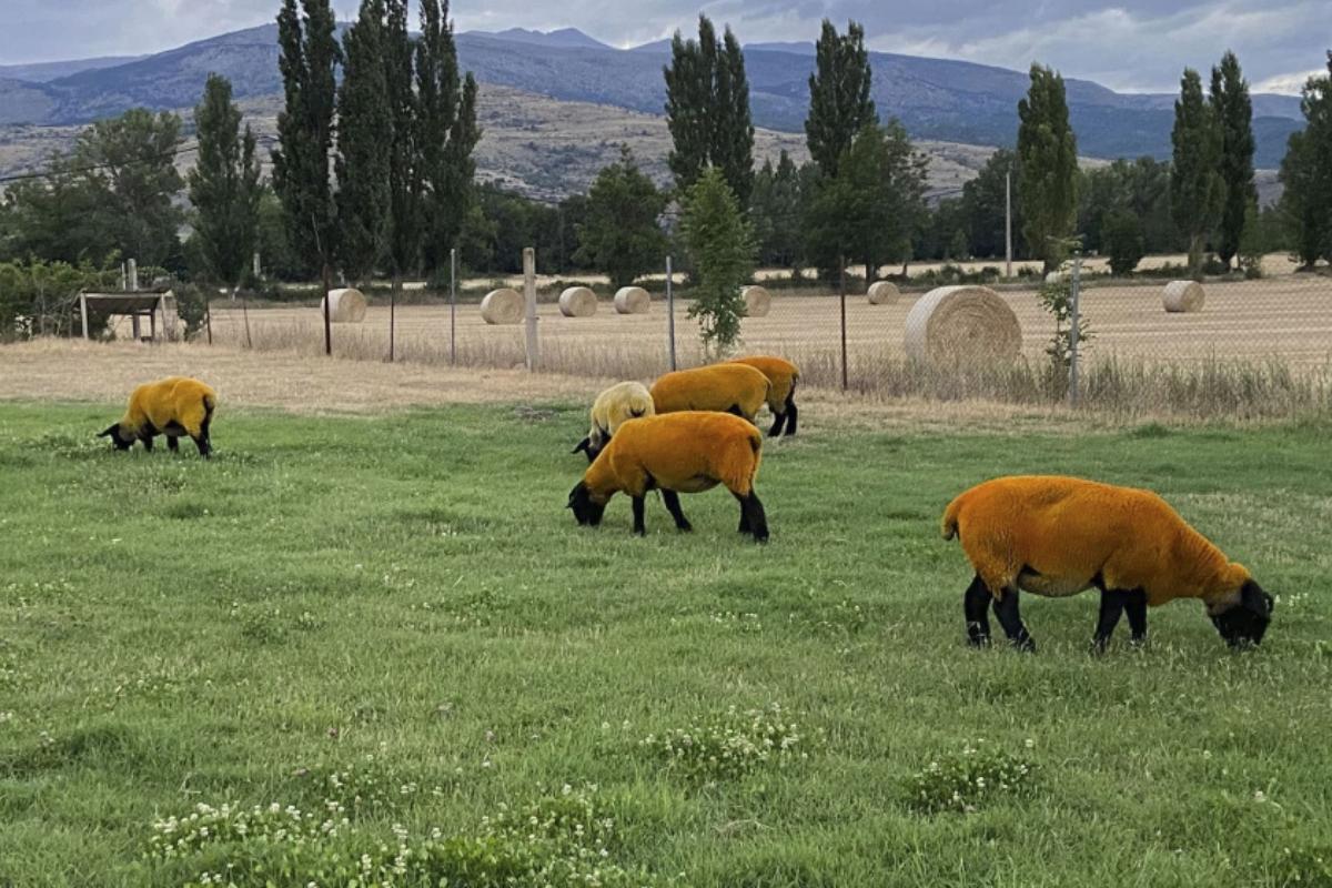 10 RACES de MOUTON - avec PHOTOS