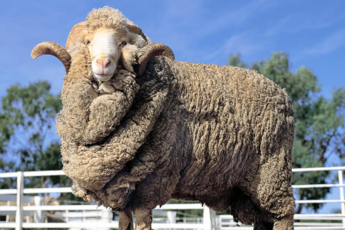 10 RACES de MOUTON - avec PHOTOS