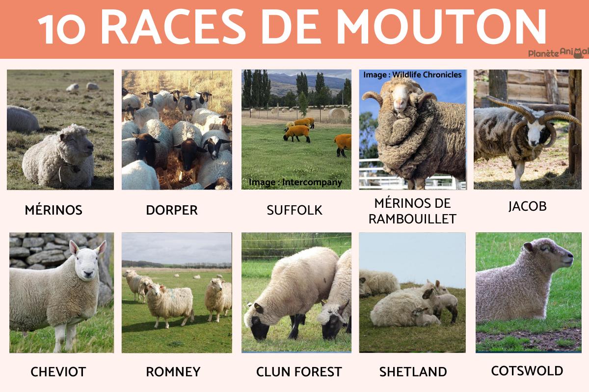 10 RACES de MOUTON - avec PHOTOS