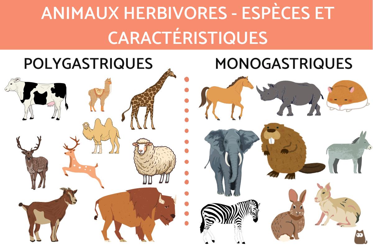Animaux herbivores - Toutes les ESPÈCES et ses CARACTÉRISTIQUES- Résumé