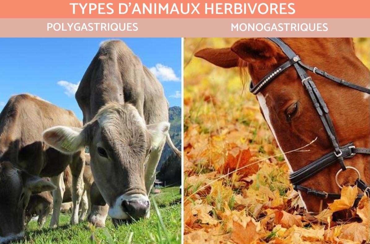 Animaux herbivores - Toutes les ESPÈCES et ses CARACTÉRISTIQUES- Résumé
