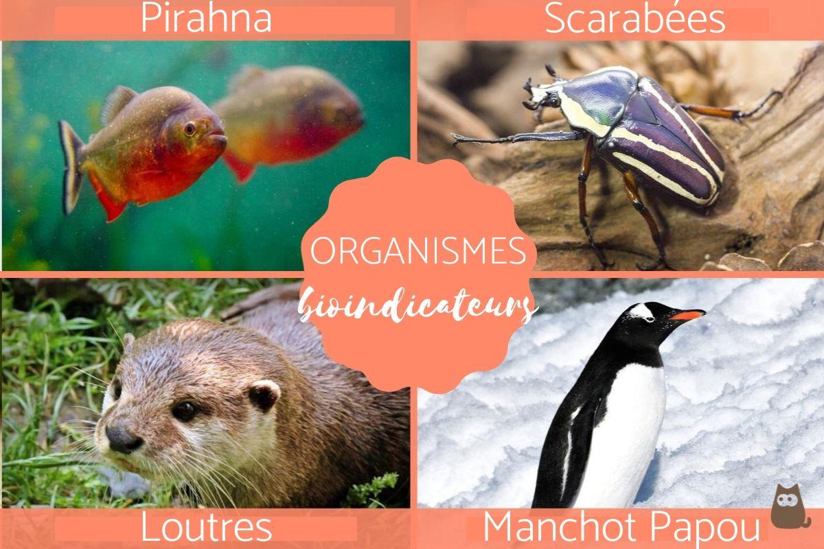 BIOINDICATEUR - Définition, types et exemples
