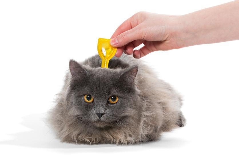 Comment enlever une tique sur un chat