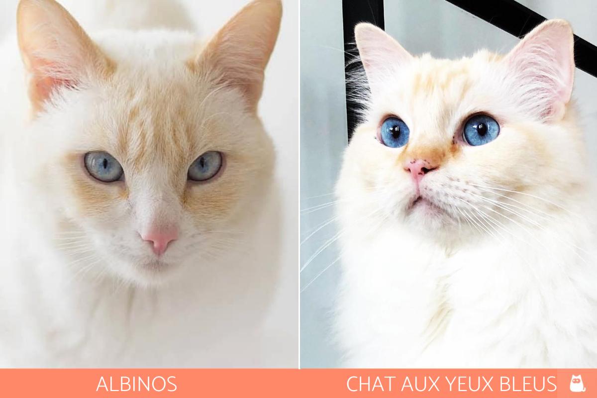 COULEURS des YEUX des CHATS et leur SIGNIFICATION