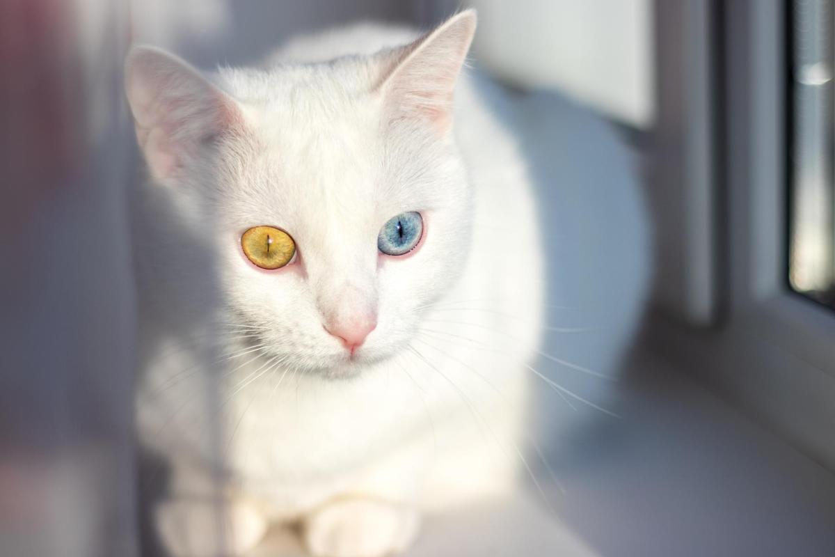 COULEURS des YEUX des CHATS et leur SIGNIFICATION