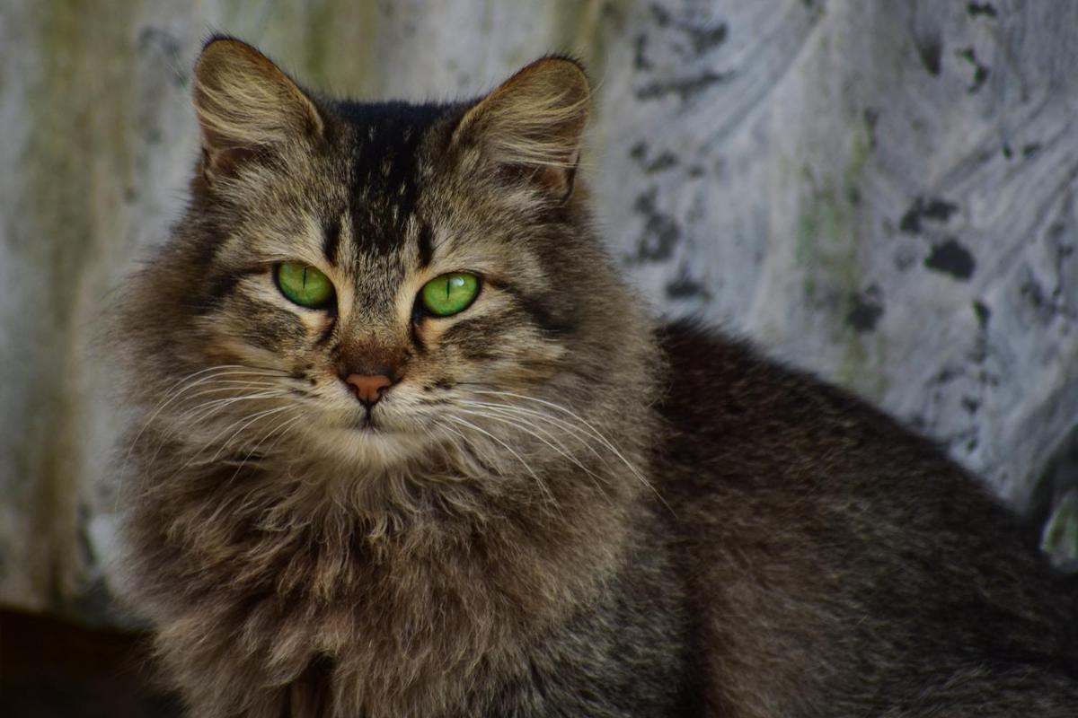 COULEURS des YEUX des CHATS et leur SIGNIFICATION