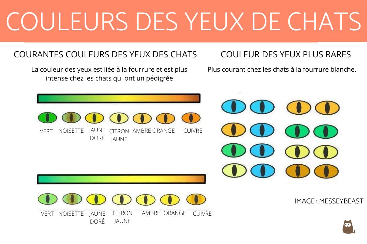 COULEURS des YEUX des CHATS et leur SIGNIFICATION