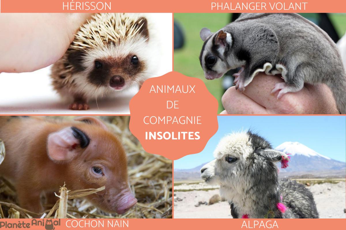 Les animaux de compagnie les plus insolites du monde - Top 15