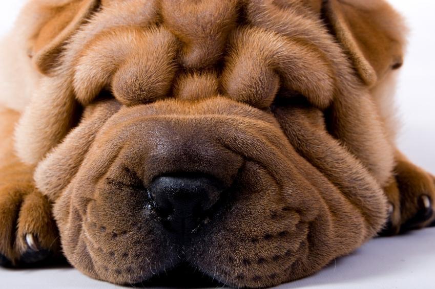Otite chez le chien - Traitement, symptômes et remèdes