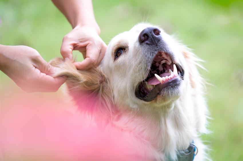Otite chez le chien - Traitement, symptômes et remèdes