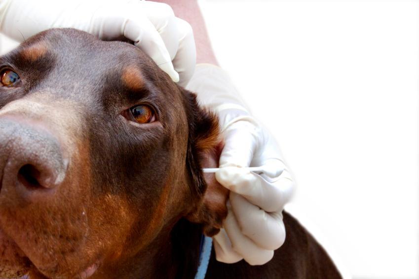 Otite chez le chien - Traitement, symptômes et remèdes