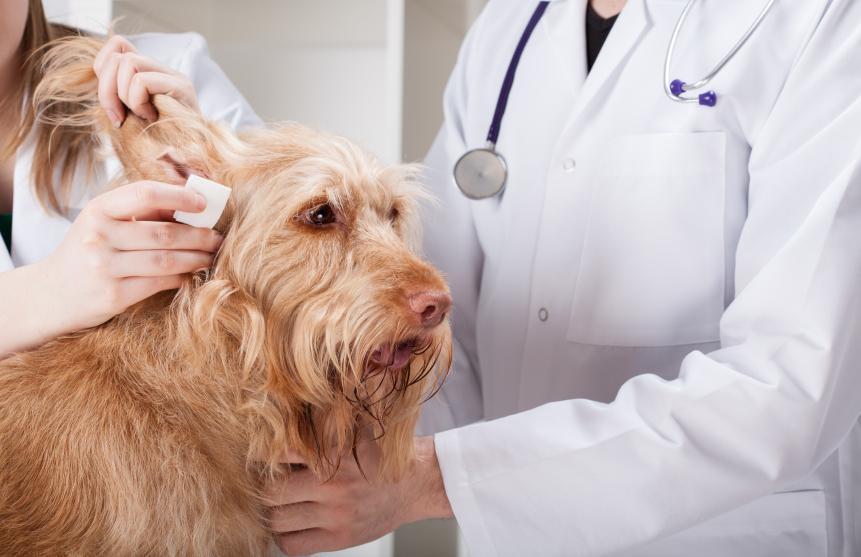 Otite chez le chien - Traitement, symptômes et remèdes