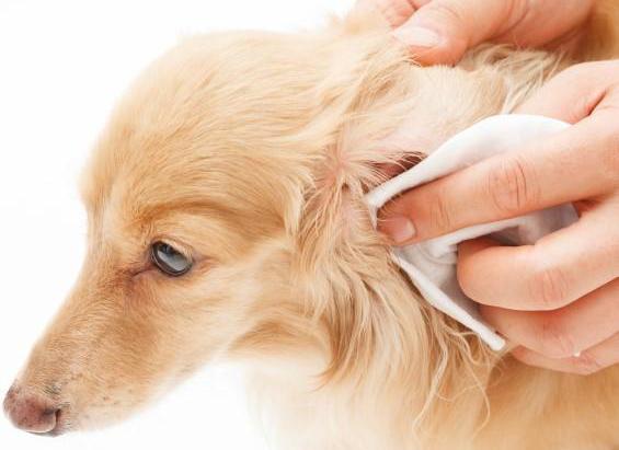 Otite chez le chien - Traitement, symptômes et remèdes