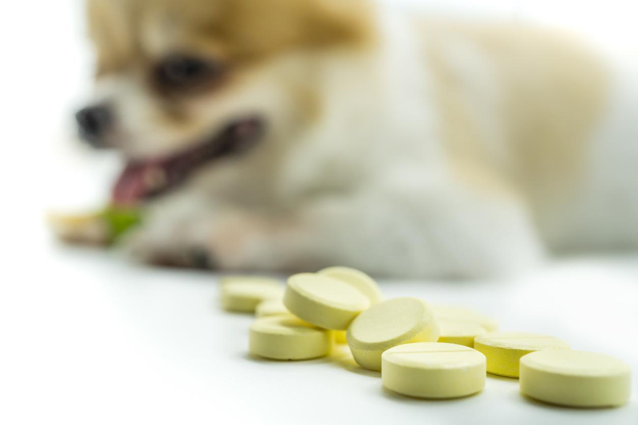Cortisone pour chien - Types, dosage et effets secondaires