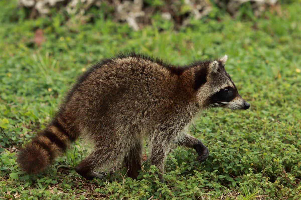 Types de RATONS LAVEURS - Noms avec PHOTOS