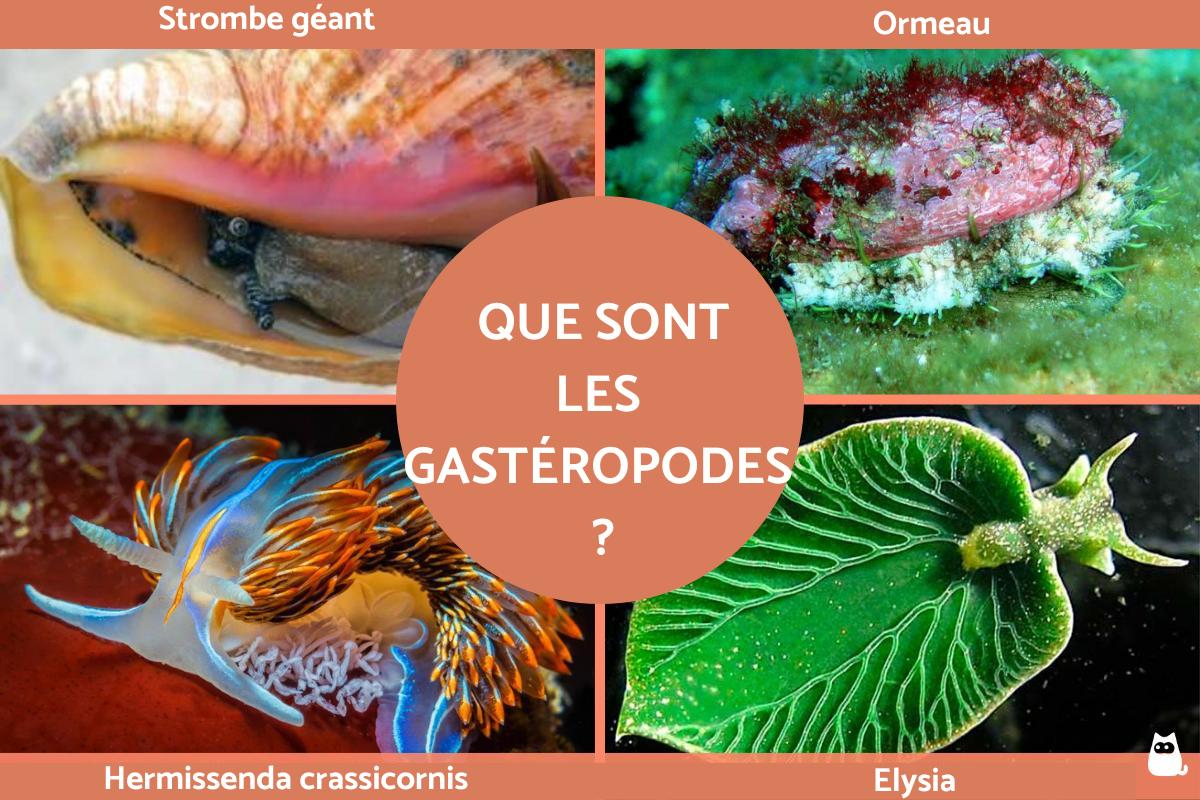 Gastéropodes - Définition, caractéristiques et espèces avec PHOTOS