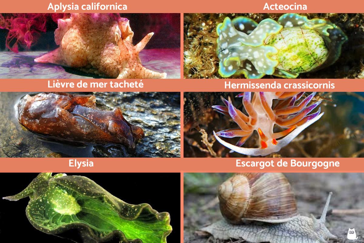 Gastéropodes - Définition, caractéristiques et espèces avec PHOTOS