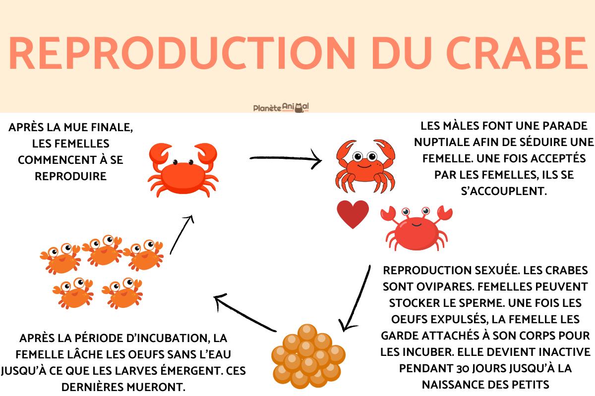 Reproduction des crabes
