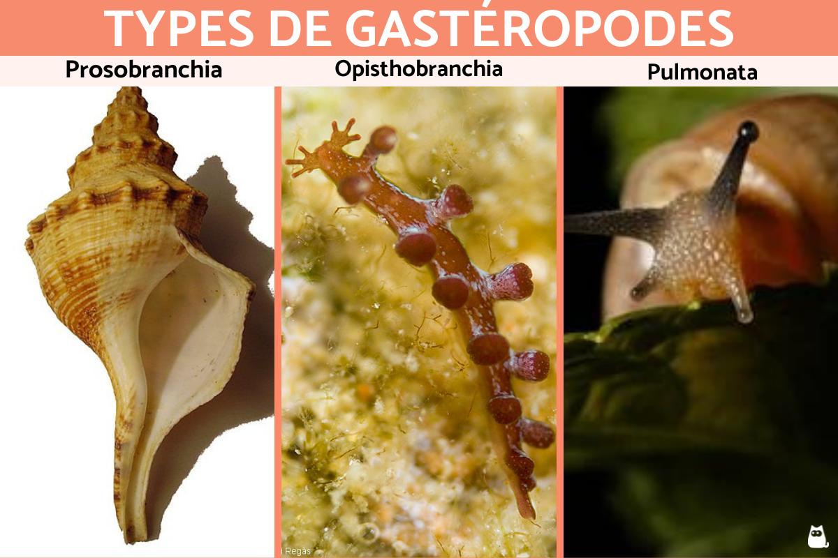 Gastéropodes - Définition, caractéristiques et espèces avec PHOTOS