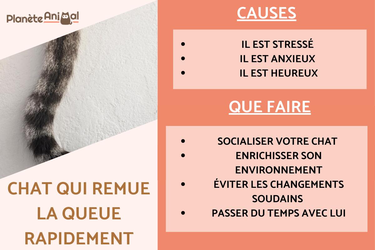 Chat qui remue la queue rapidement - Causes et que faire