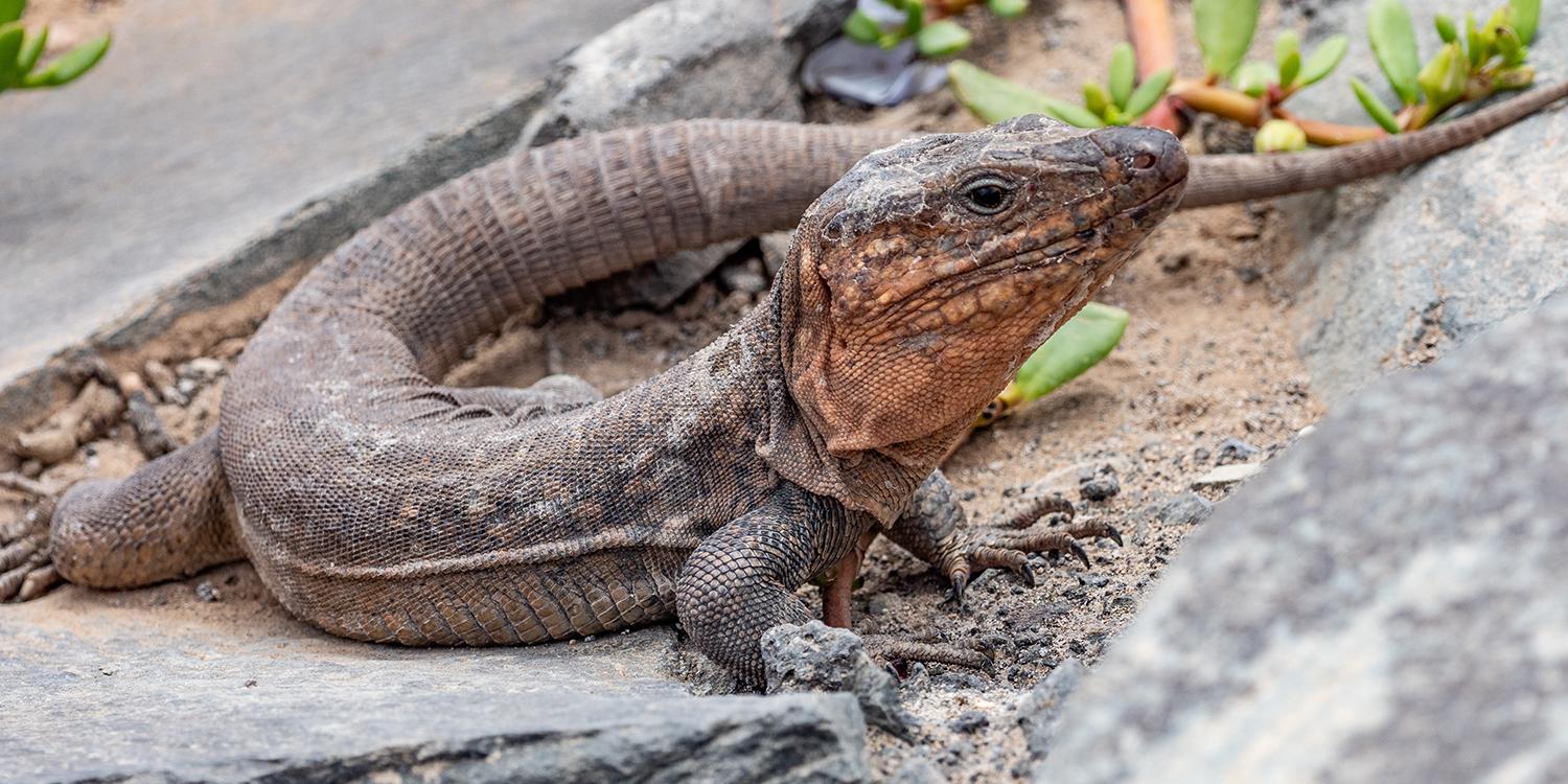 25 ANIMAUX d'ESPAGNE - Espèces typiques d'ESPAGNE