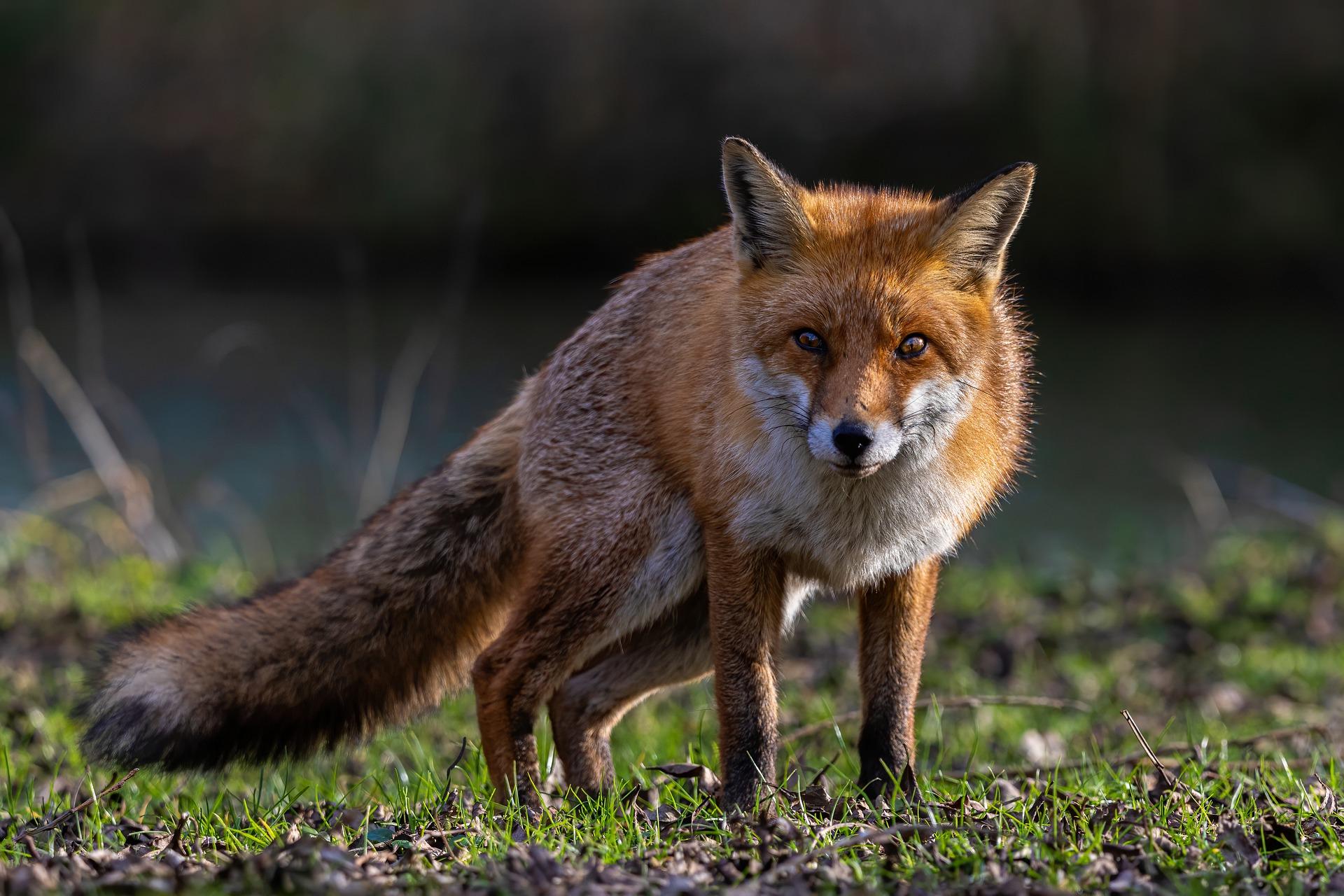 25 ANIMAUX d'ESPAGNE - Espèces typiques d'ESPAGNE