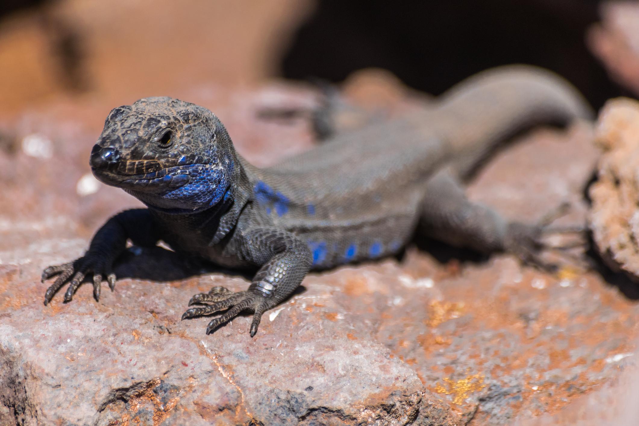 25 ANIMAUX d'ESPAGNE - Espèces typiques d'ESPAGNE