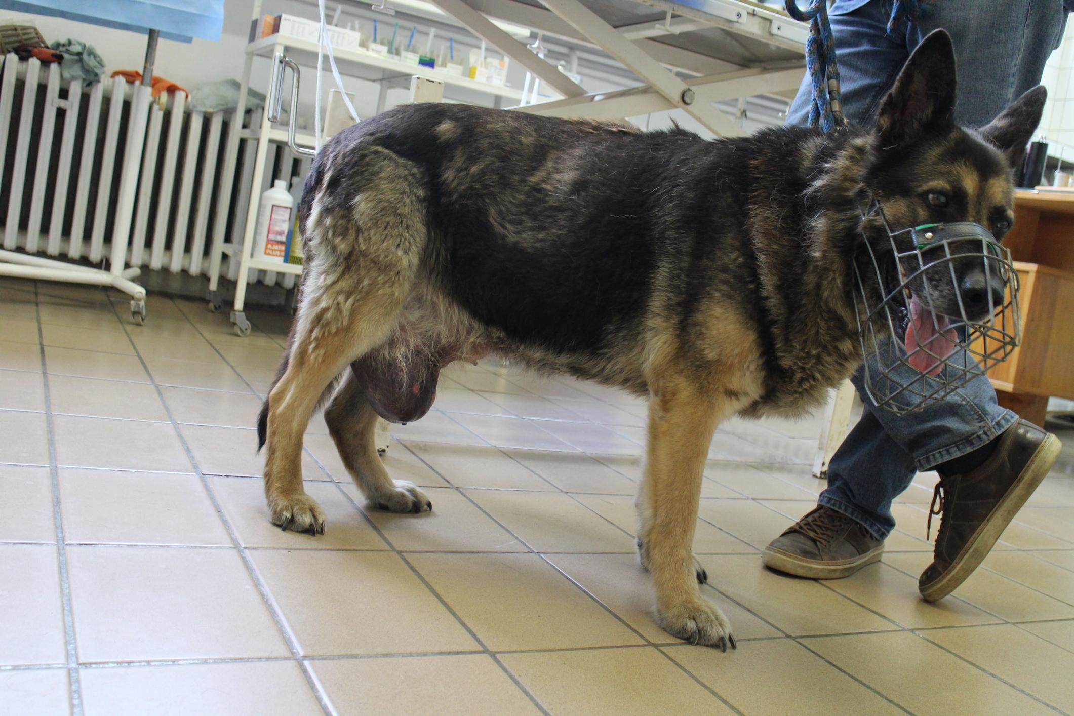 Cancer chez le chien - Symptômes et traitement