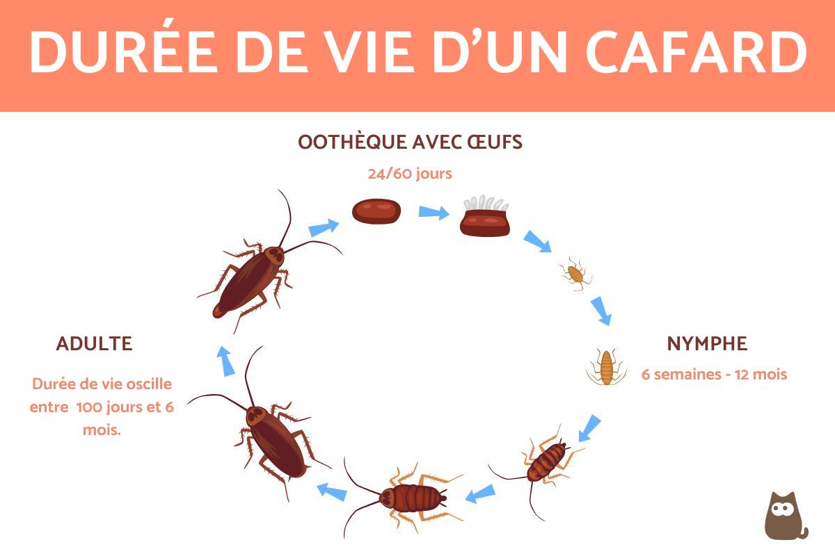 Durée de vie d'un cafard - Cycle de vie complet
