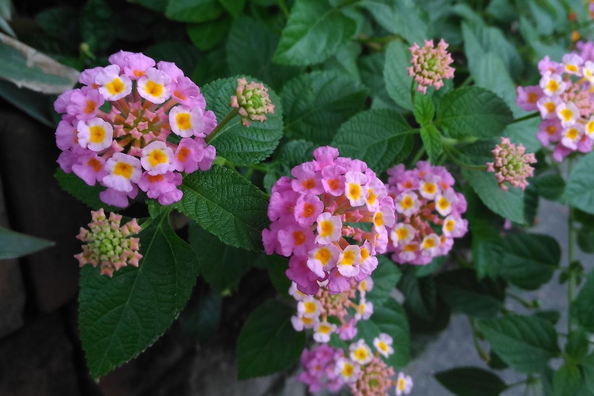 40 PLANTES TOXIQUES pour les CHATS - avec PHOTOS