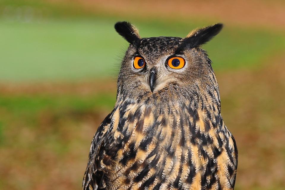 Le hibou comme animal de compagnie