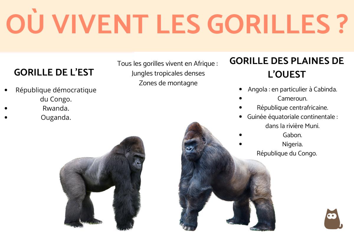 Où vivent les gorilles ? - en Afrique