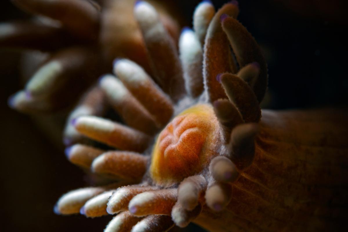 Polype marin : définition, caractéristiques et exemples