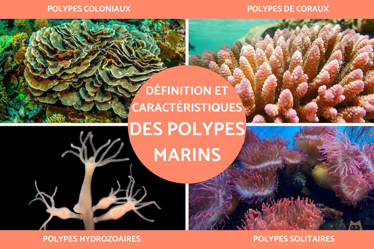 Polype marin : définition, caractéristiques et exemples