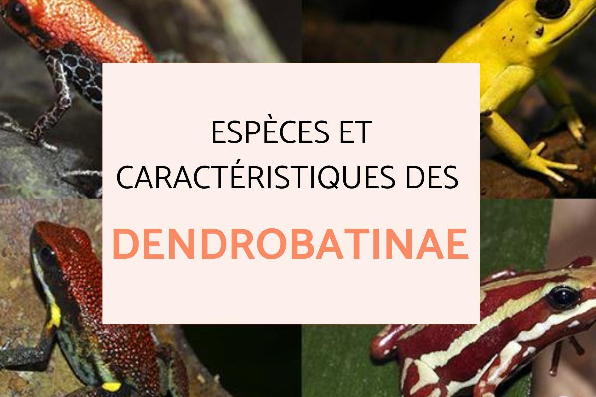 Dendrobatinae : espèces, caractéristiques, habitat et alimentation